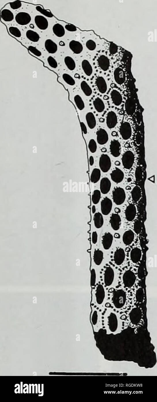 . Bulletin of the Natural Histort Museum. Geology series. LOWER ...