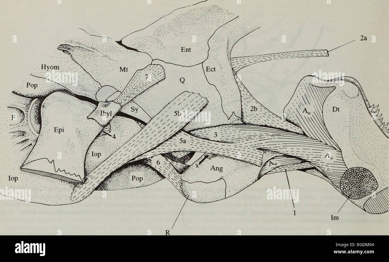 Tendinous arch hi-res stock photography and images - Alamy