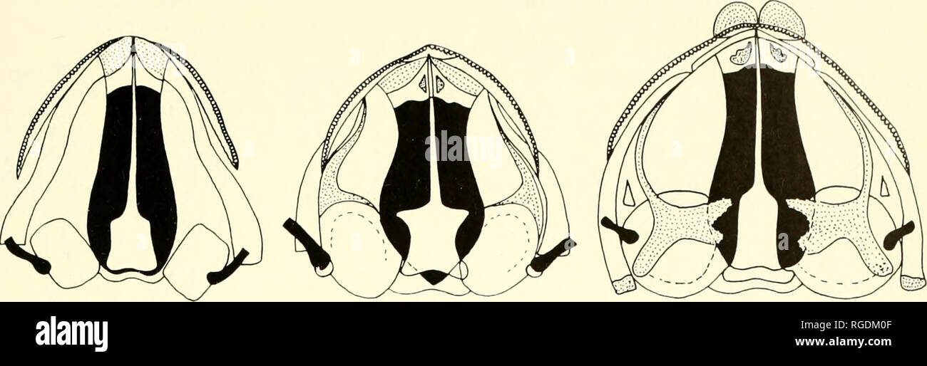 . Bulletin of the Museum of Comparative Zoology at Harvard College ...