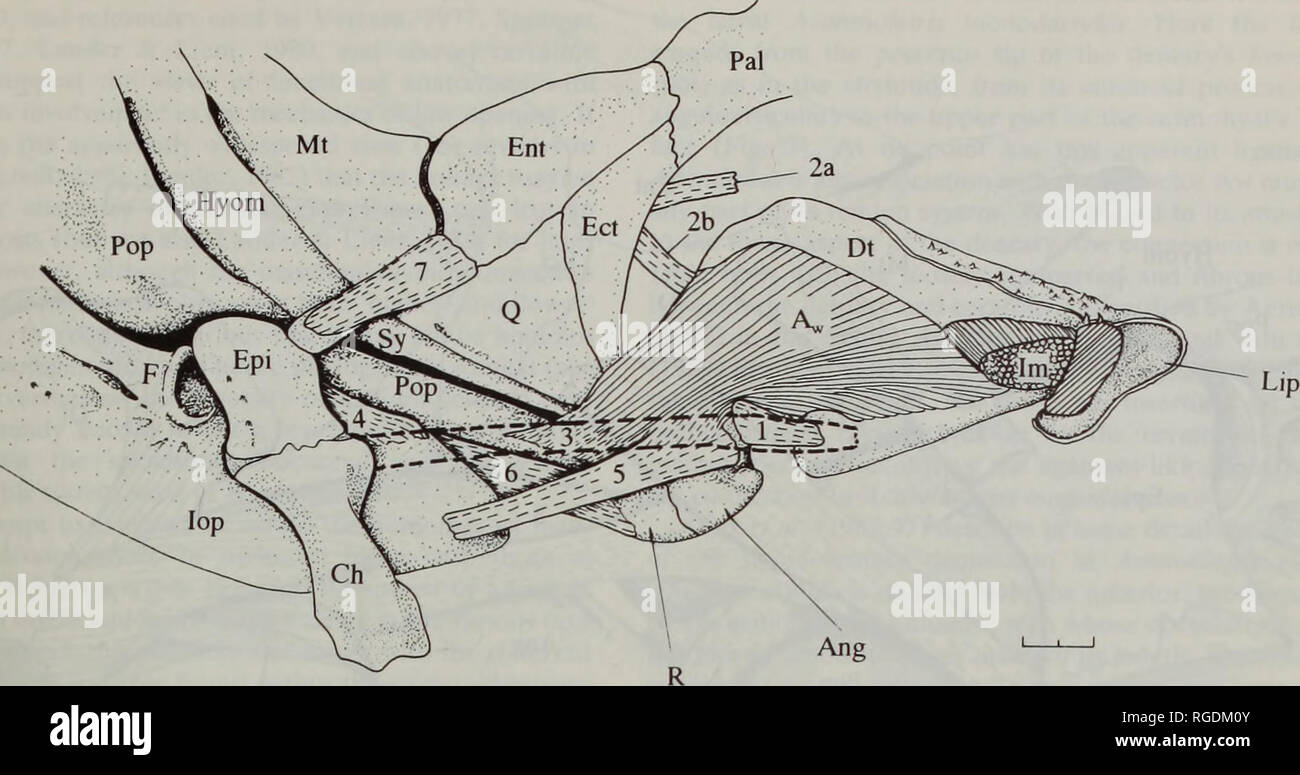 . Bulletin of the Natural History Museum Zoology. MANDIBULOHYOID ...
