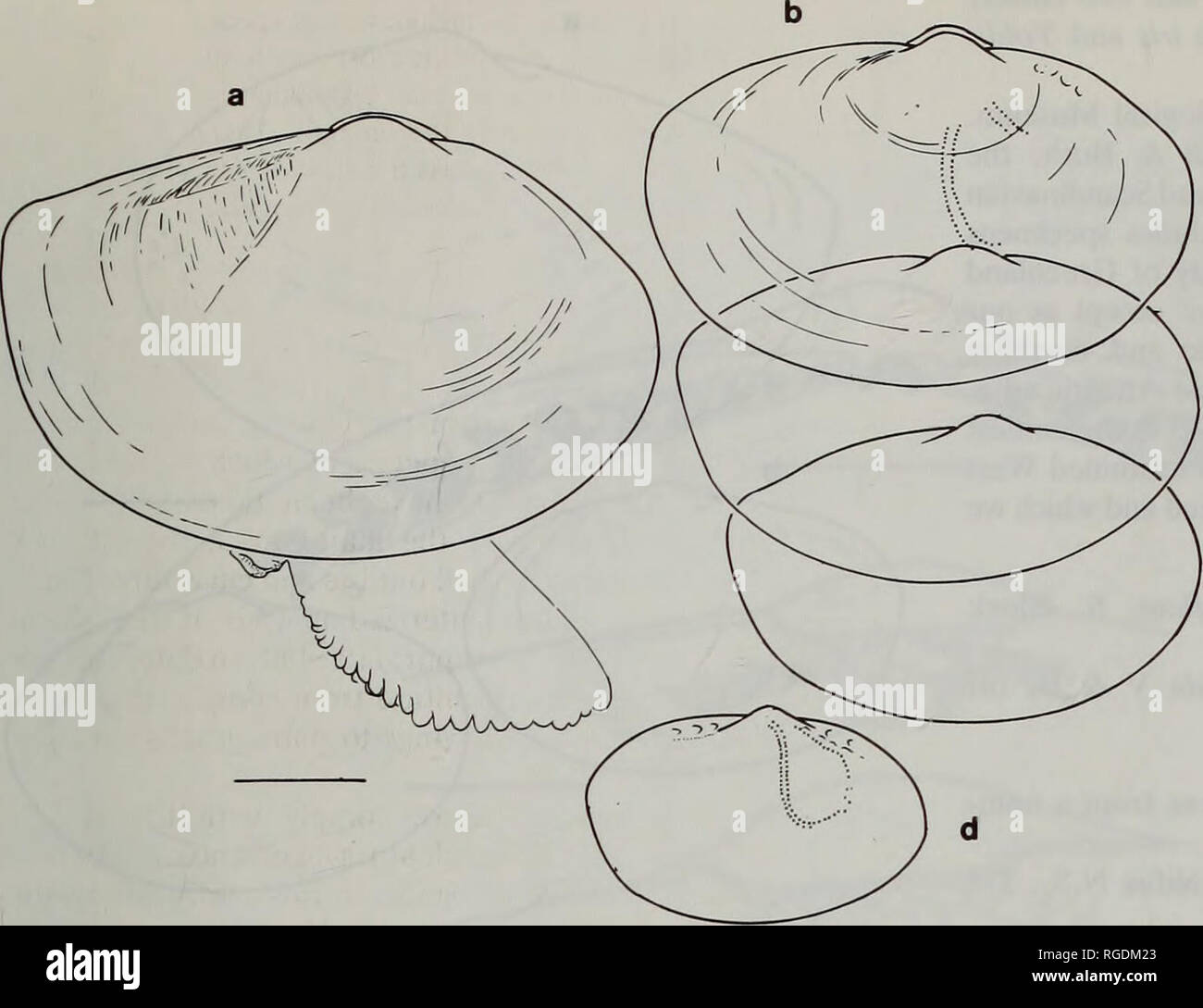 Different types of bivalves hi-res stock photography and images - Alamy