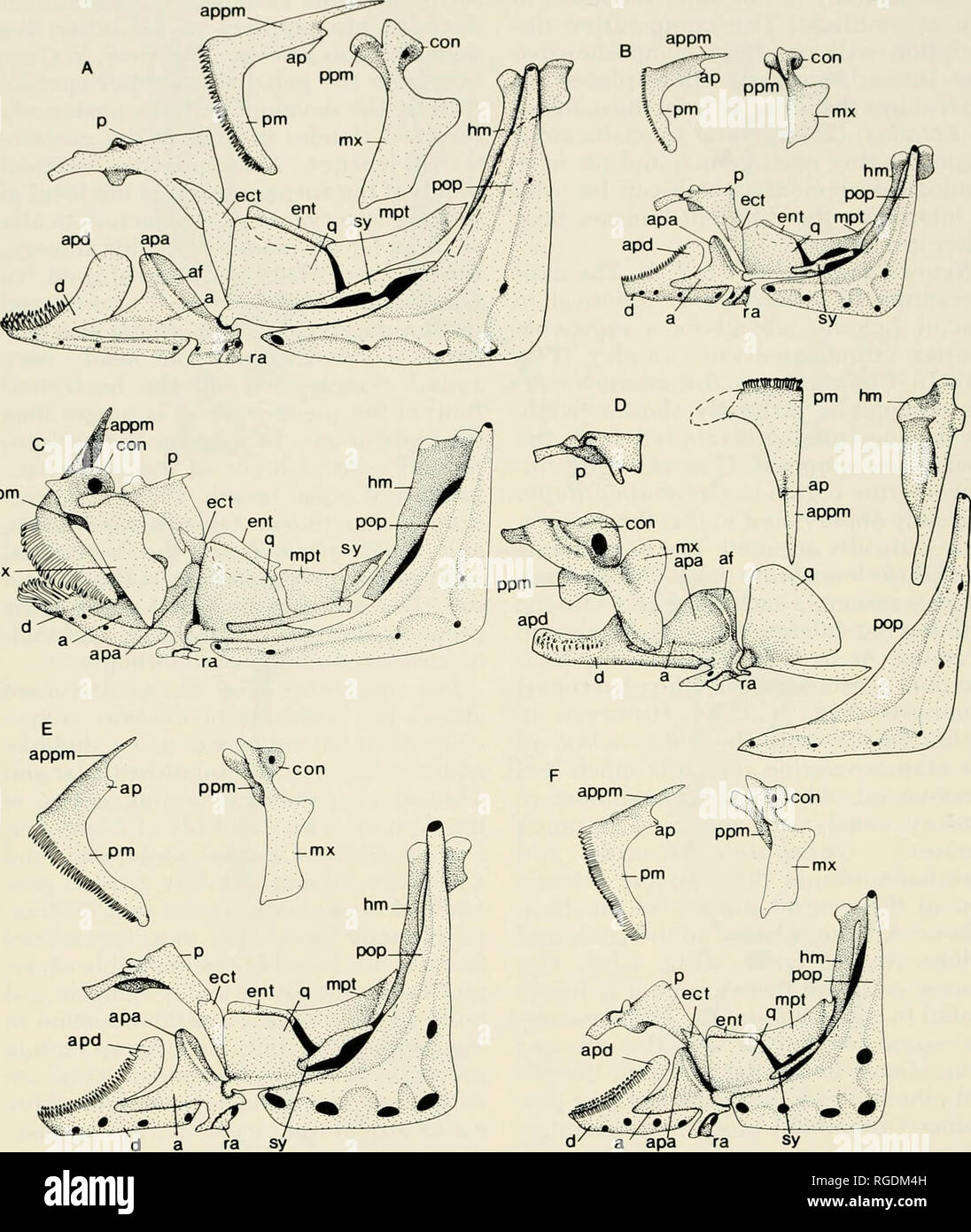 Figure 4 4d hi-res stock photography and images - Alamy