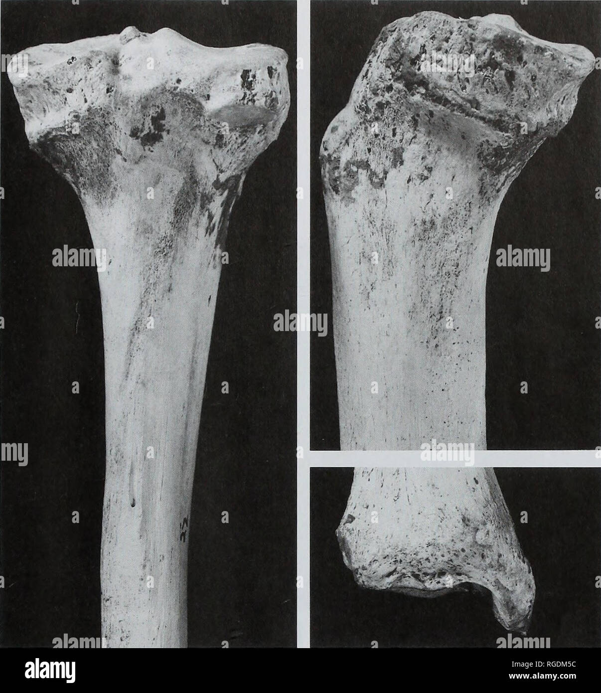 . Bulletin of the Natural Histort Museum. Geology series. GOUGH'S CAVE ...