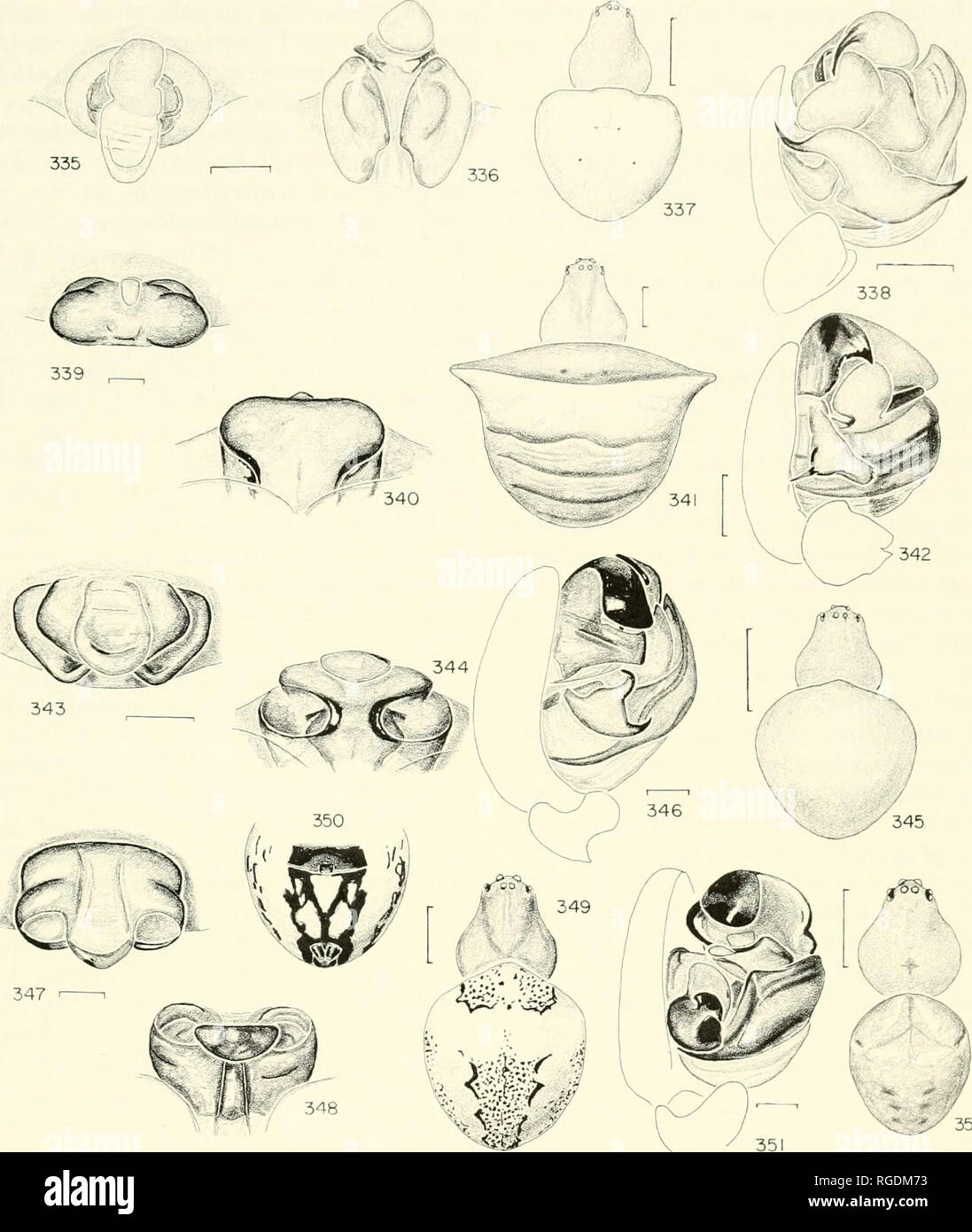 Microsoma hi-res stock photography and images - Alamy
