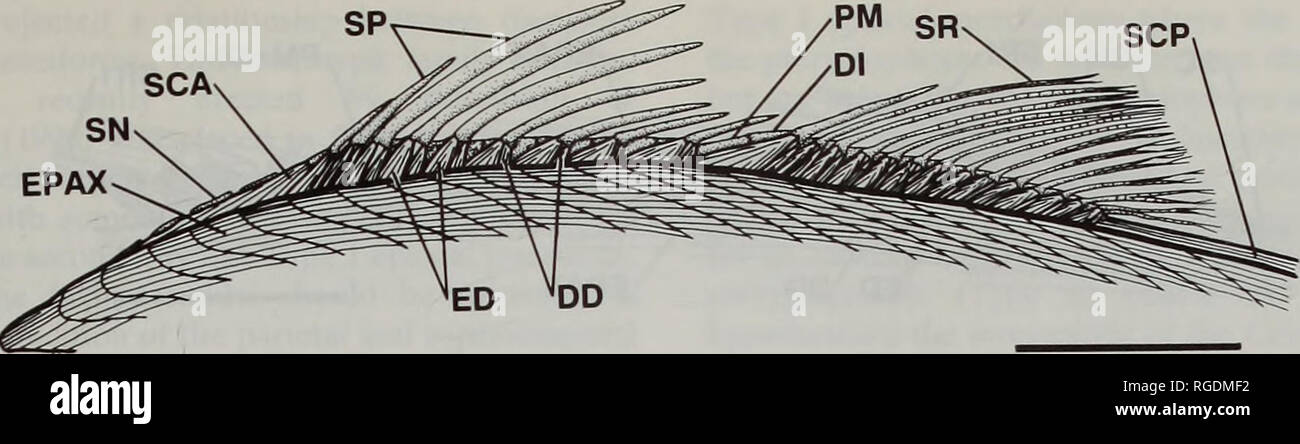 . Bulletin of the Natural History Museum Zoology. EPAXIAL MUSCLES AND ...