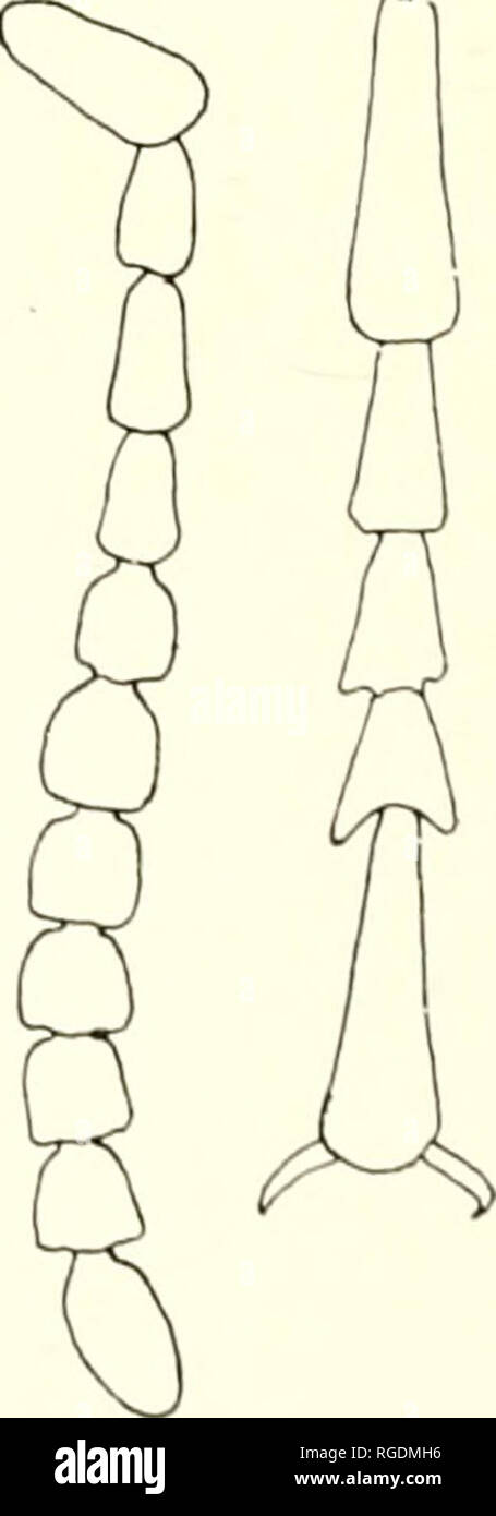 Ichnus hi-res stock photography and images - Alamy