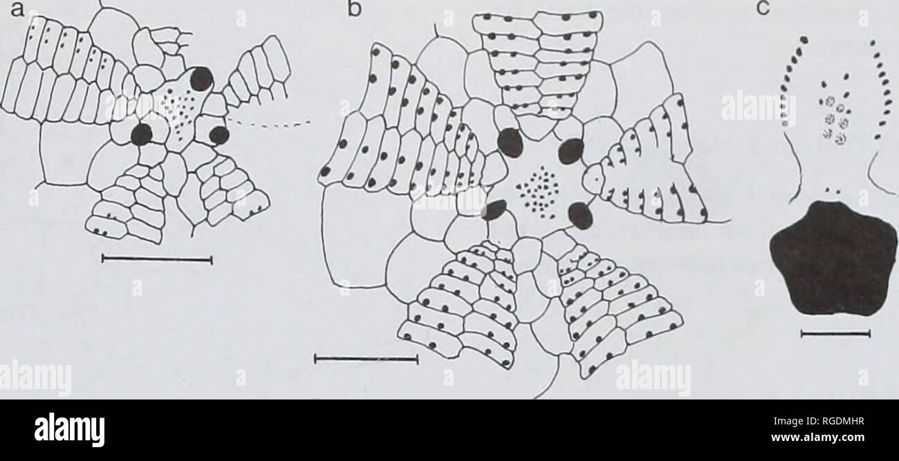 Phyllodes sp hi-res stock photography and images - Alamy