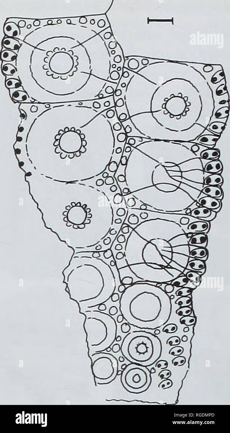 Phymosoma hi-res stock photography and images - Alamy