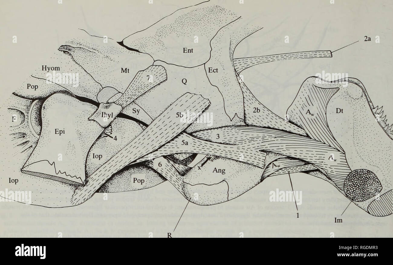 . Bulletin of the Natural History Museum Zoology. 98 PH. GREENWOOD. Fig ...