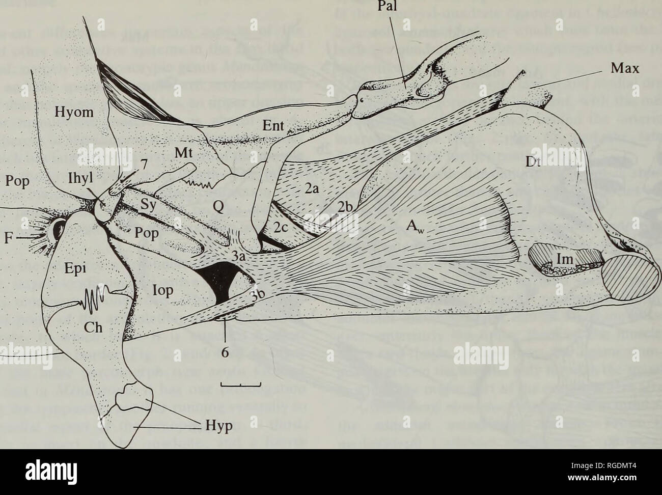 . Bulletin of the Natural History Museum Zoology. 96 P.H. GREENWOOD ...