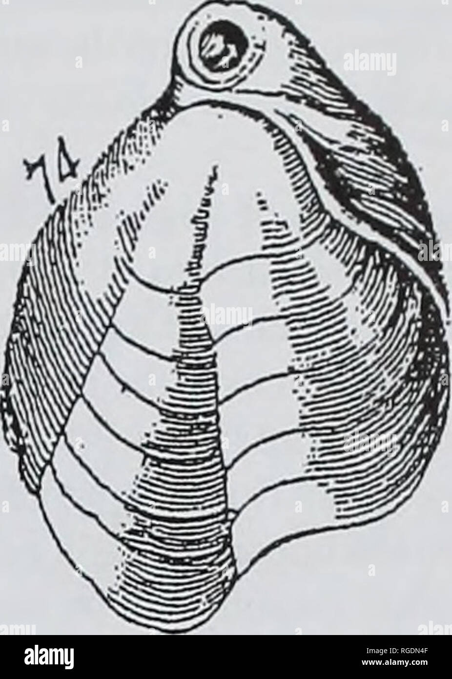 . Bulletin of the Natural Histort Museum. Geology series. . Fig. 2 ...