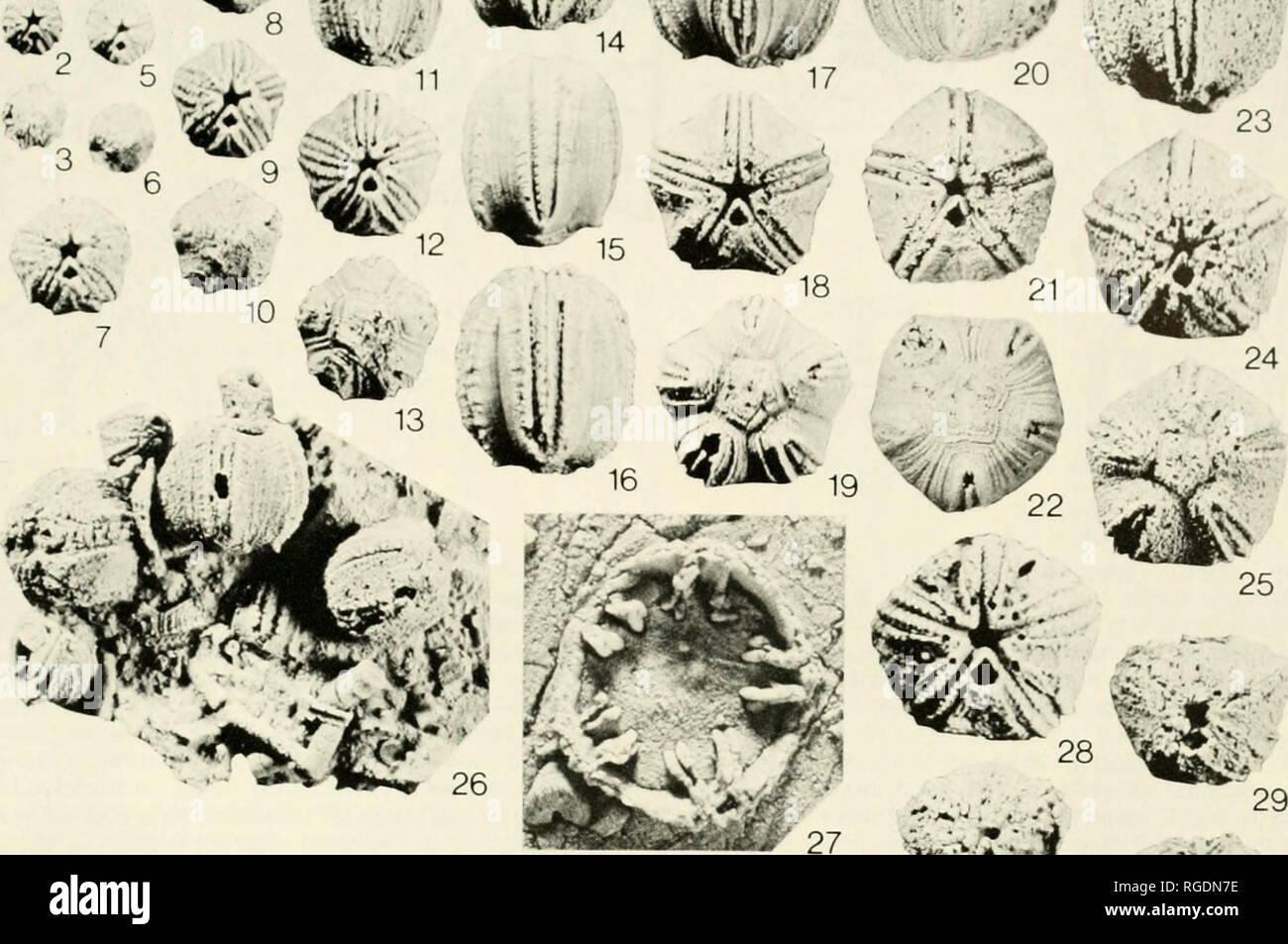 Blastoids hi-res stock photography and images - Alamy