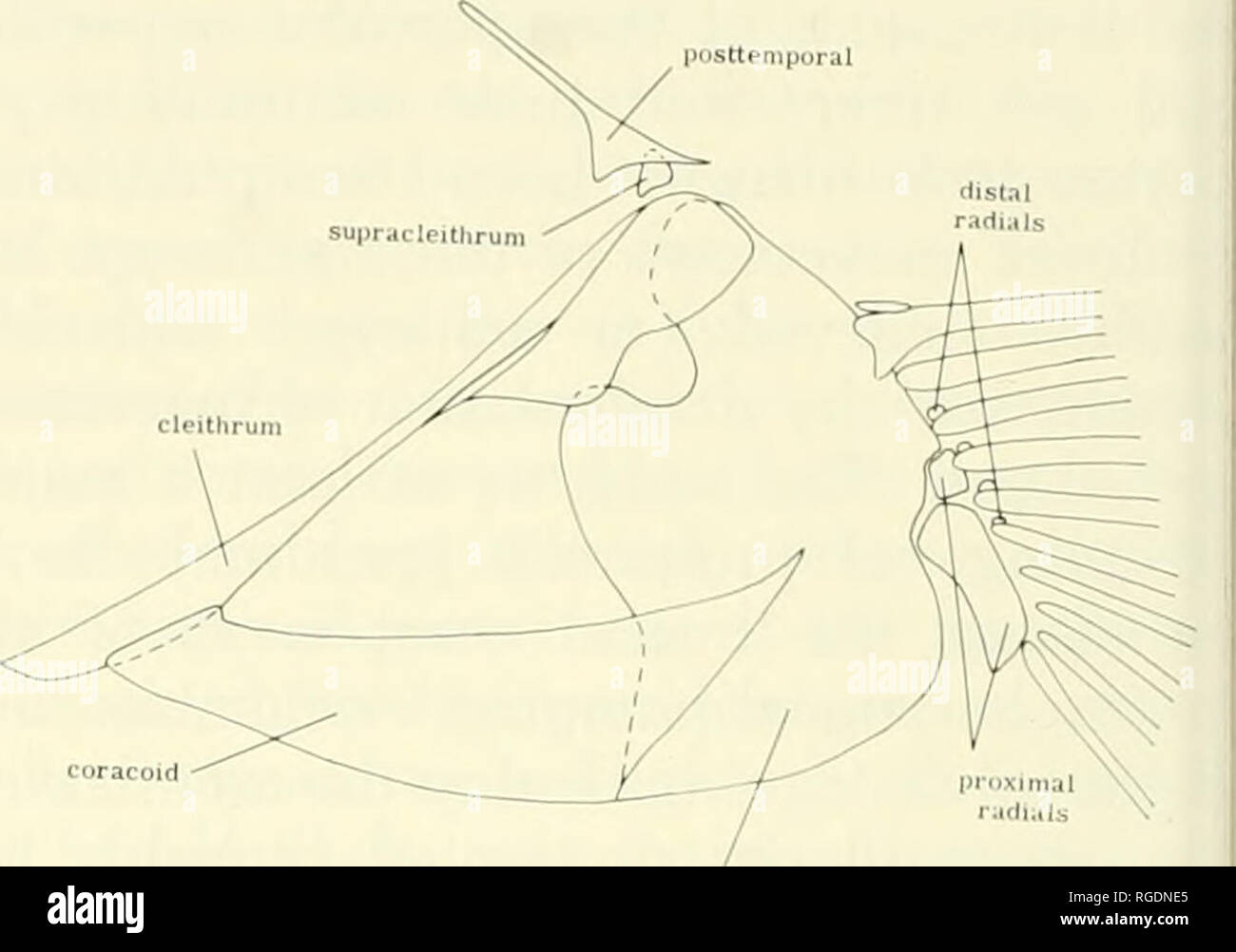 . Bulletin of the Museum of Comparative Zoology at Harvard College ...