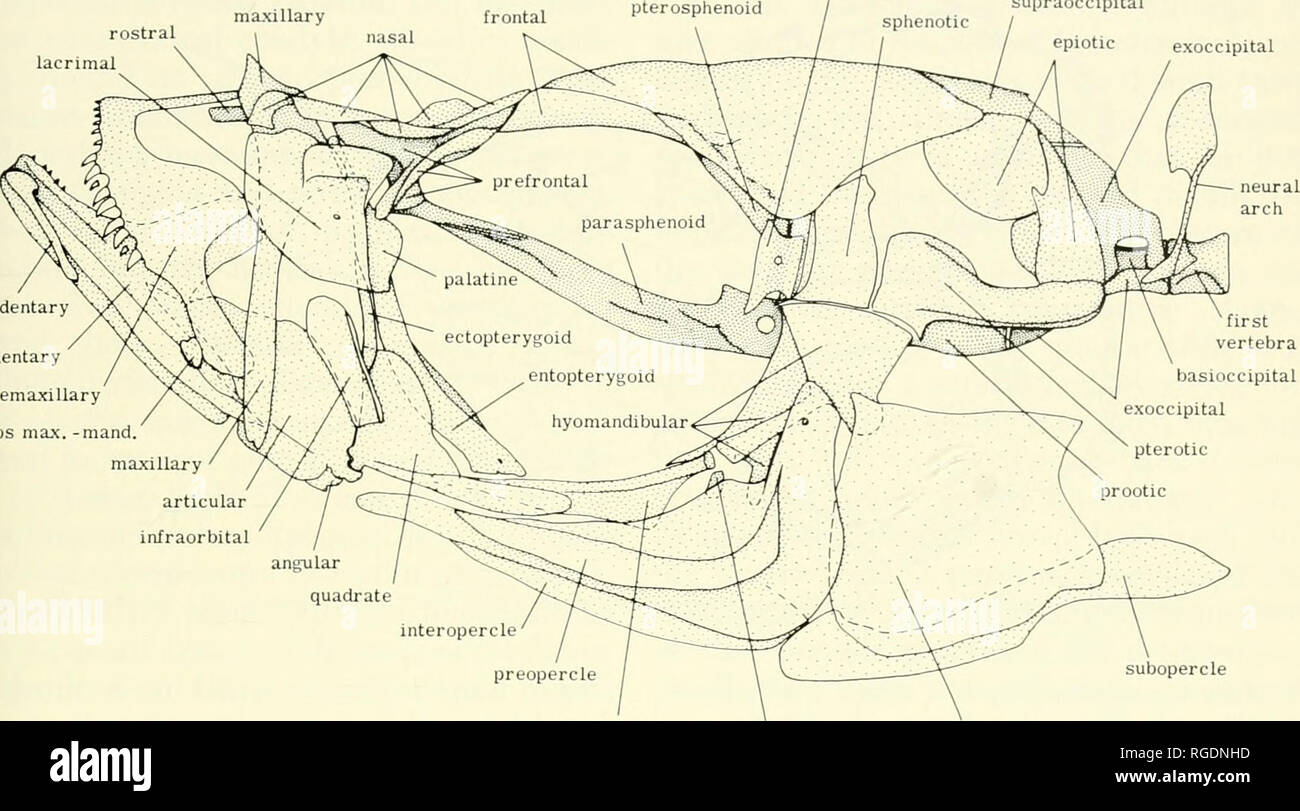 Preopercle hi-res stock photography and images - Alamy