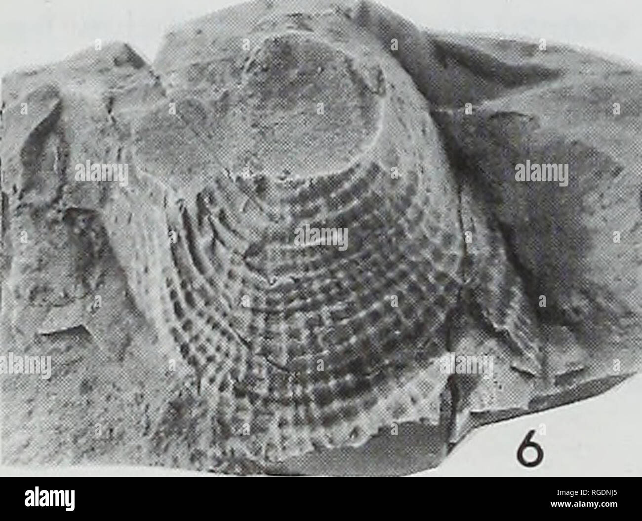 . Bulletin of the Natural Histort Museum. Geology series. The shell ...