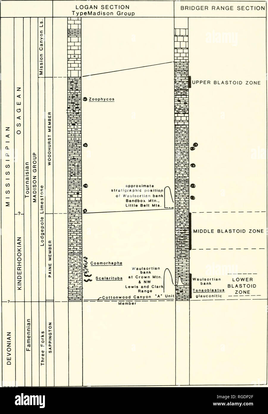 Blastoids High Resolution Stock Photography and Images - Alamy