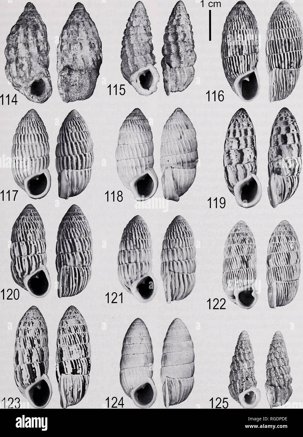 Group speciation hi-res stock photography and images - Alamy