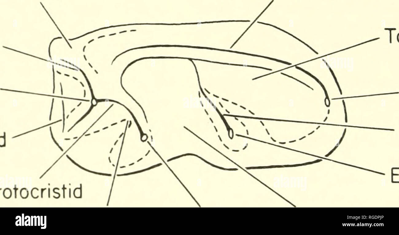 . Bulletin of the Museum of Comparative Zoology at Harvard College ...