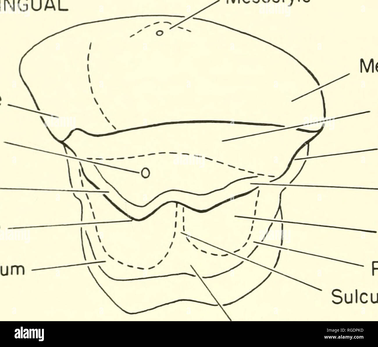 . Bulletin of the Museum of Comparative Zoology at Harvard College ...