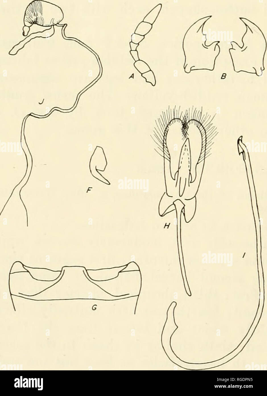 Maxillary palp hi-res stock photography and images - Alamy