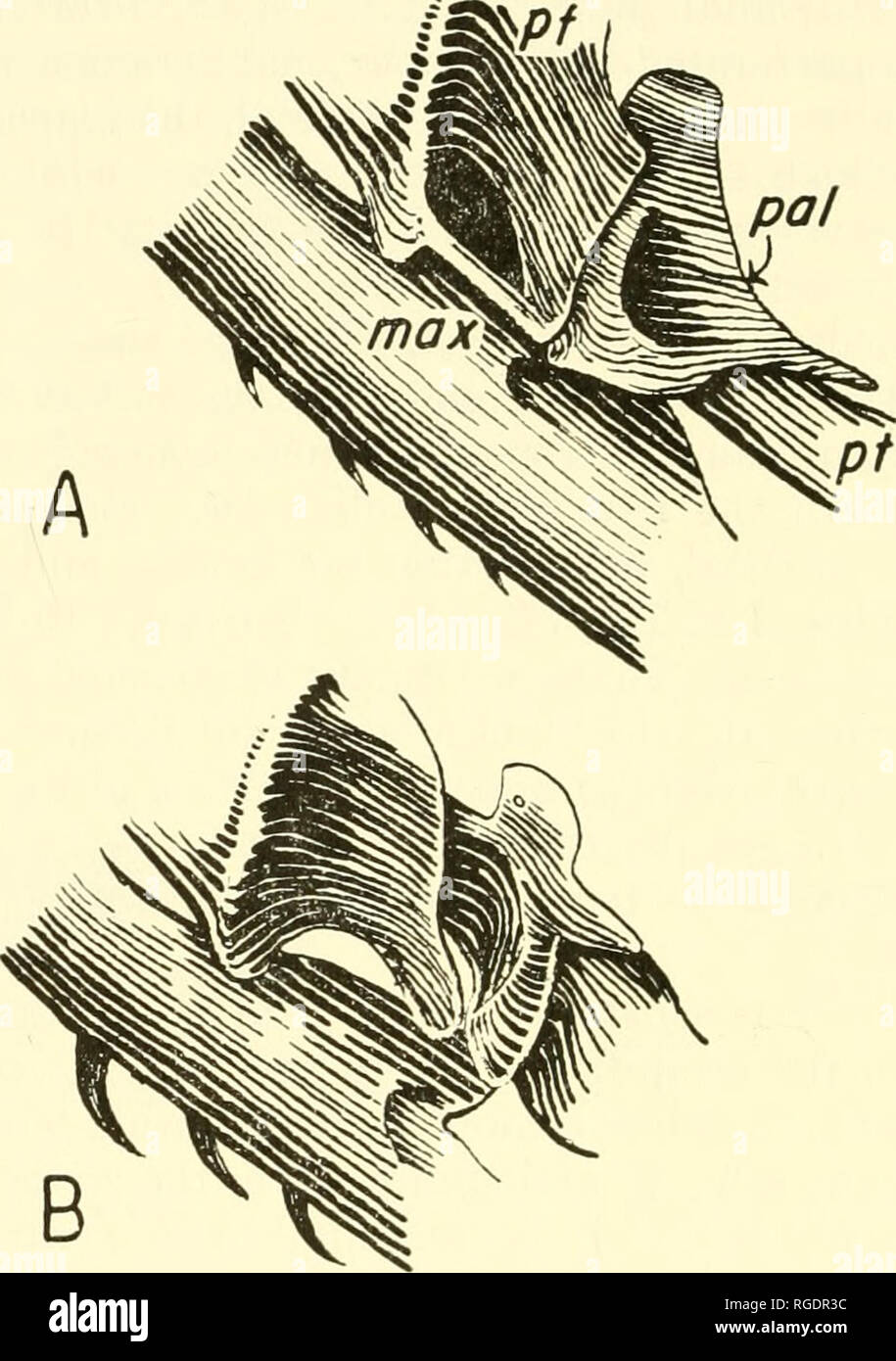 . Bulletin of the Museum of Comparative Zoology at Harvard College. Zoology. 462 BULLETIN ...