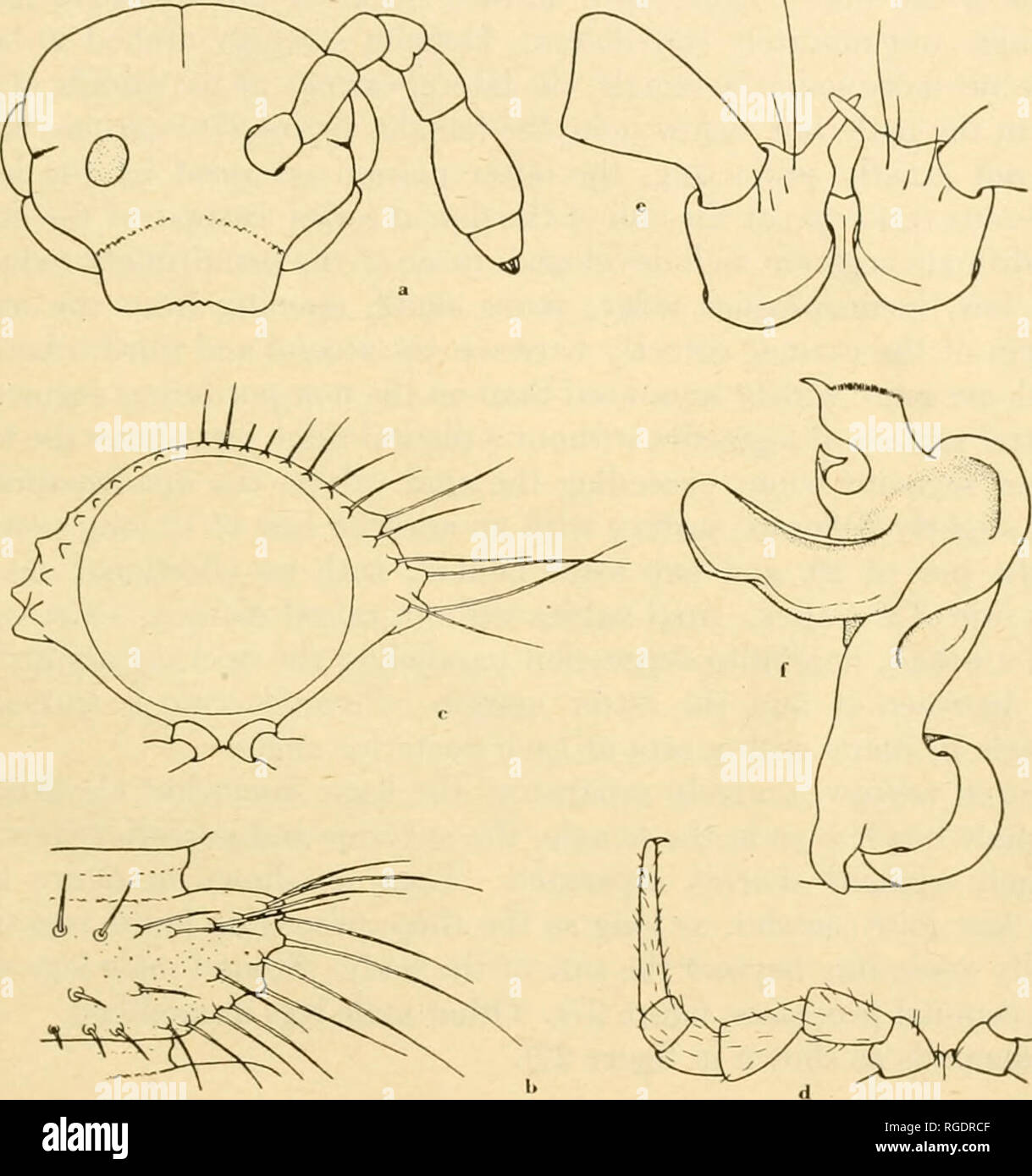 Granular tubercles hi-res stock photography and images - Alamy
