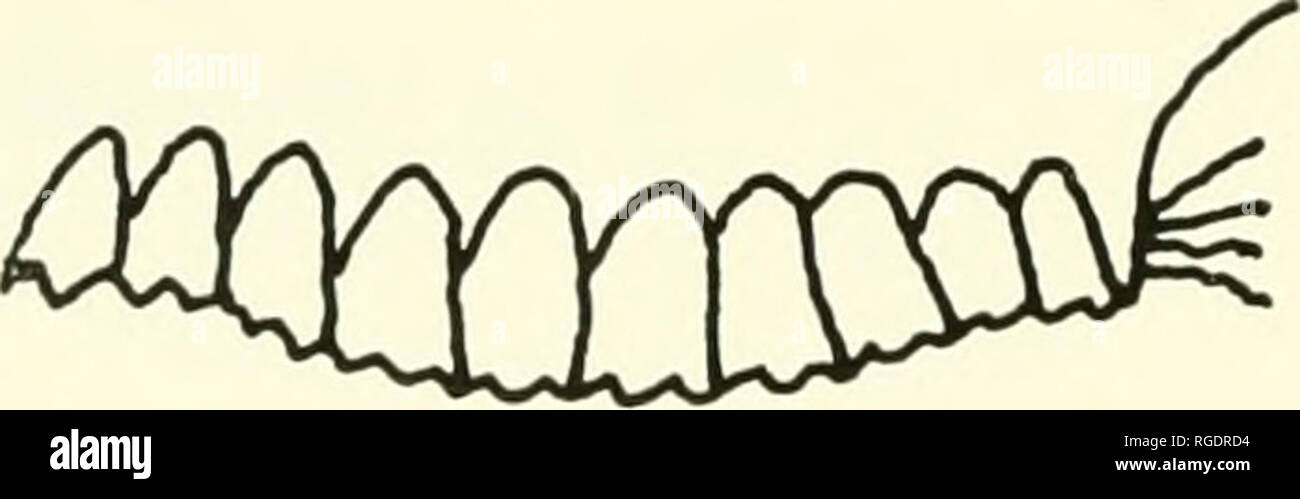 Gill rakers shape hi-res stock photography and images - Alamy