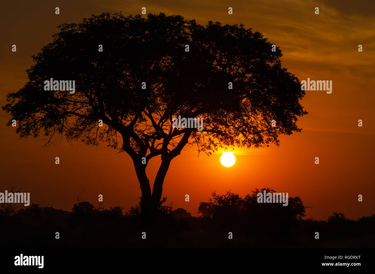Sundown behind a tree hi-res stock photography and images - Alamy