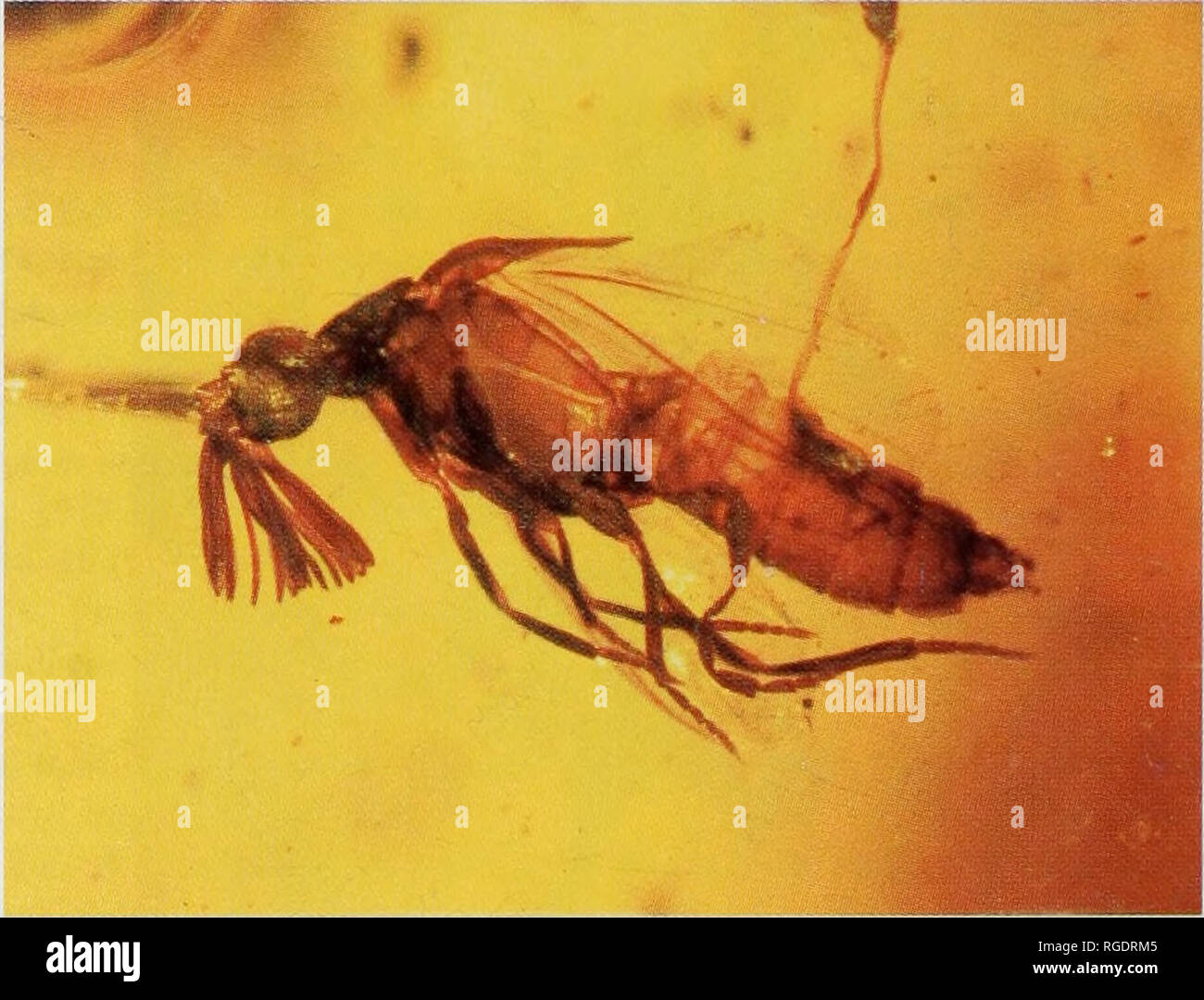 . Bulletin of the Natural History Museum Geology. 12. Fig. 7 'Liburnia ...