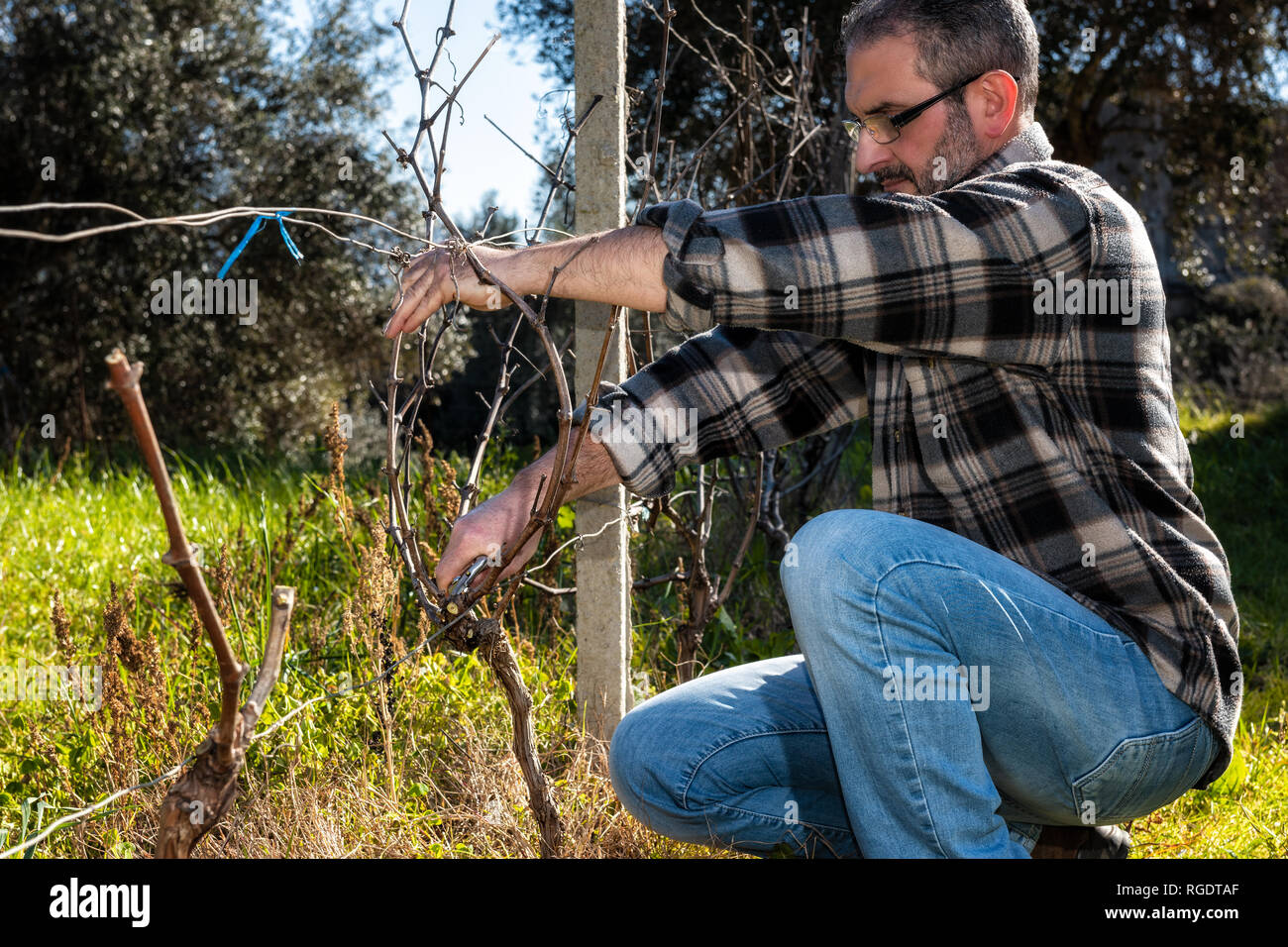 Caucasian wine grower at work engaged in pruning the vine with ...
