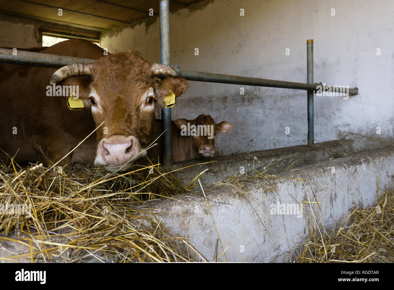 Cow and calf eating lucerne hay from manger on farm Stock Photo - Alamy