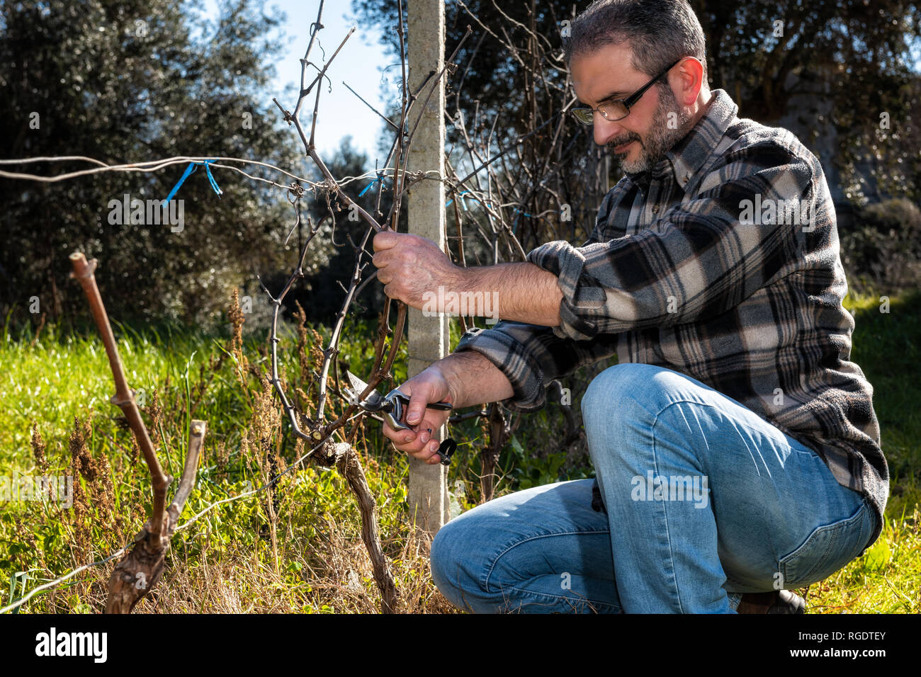 Caucasian wine grower at work engaged in pruning the vine with ...
