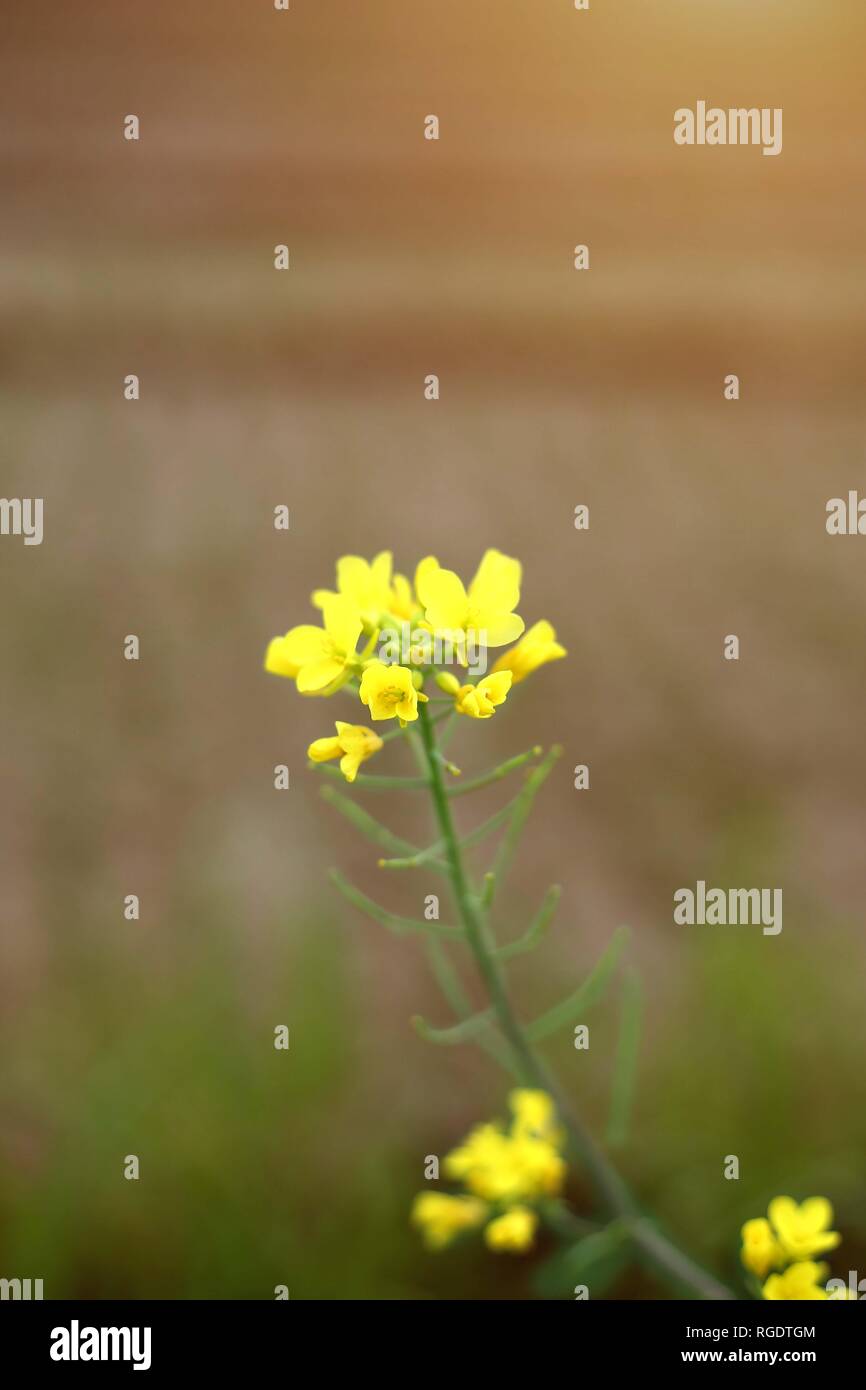 Ka phool hi-res stock photography and images - Alamy