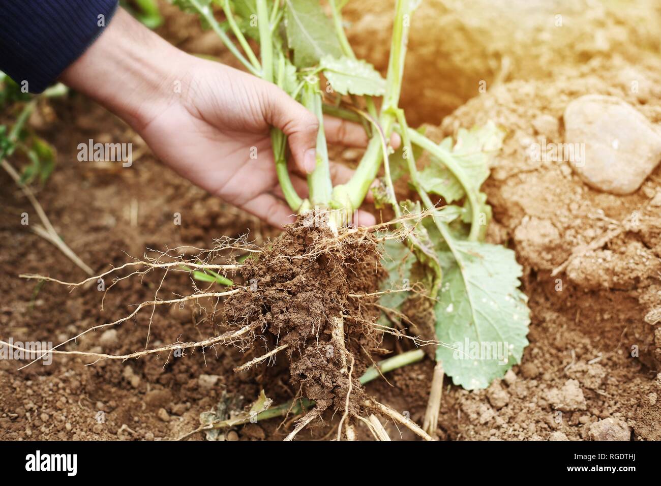 Man holding young plant with roots hi-res stock photography and images ...