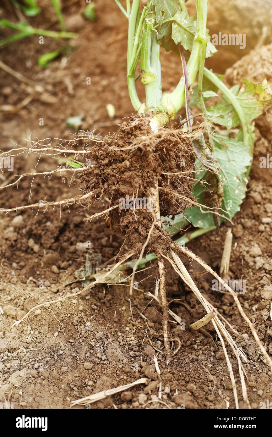 Roots and leaves are also edible hi-res stock photography and images ...