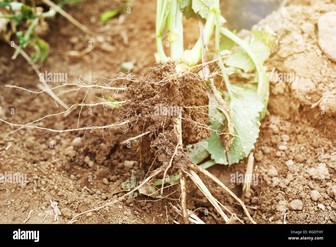 Portrait of plant root with leaves Stock Photo - Alamy