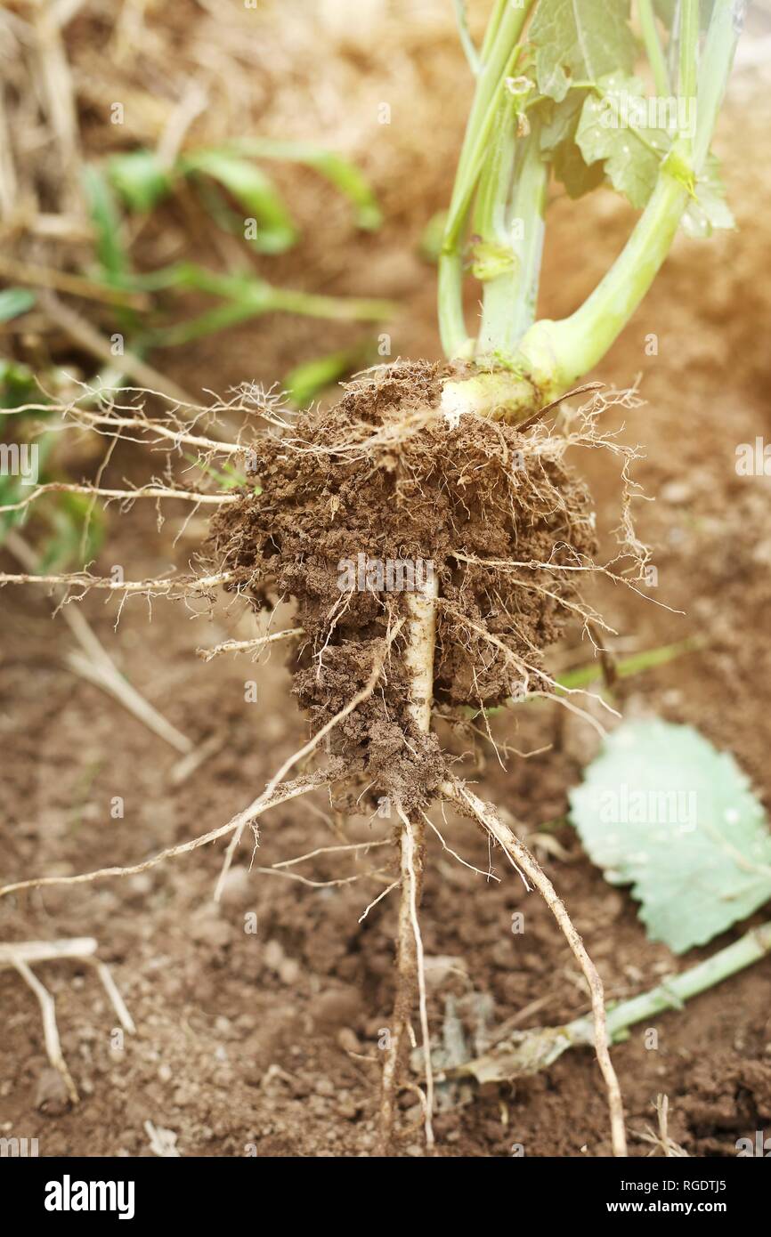Picture of fresh plant root Stock Photo - Alamy