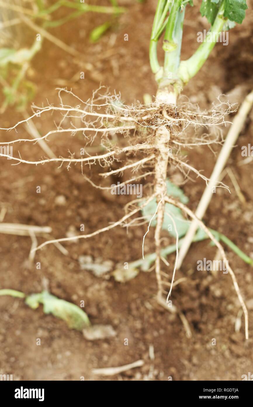 Root the soil hi-res stock photography and images - Alamy