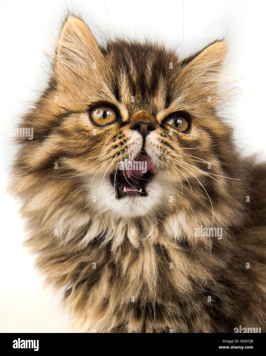 Beautiful Persian kitten cat muzzle. Cat now says meow Stock Photo - Alamy