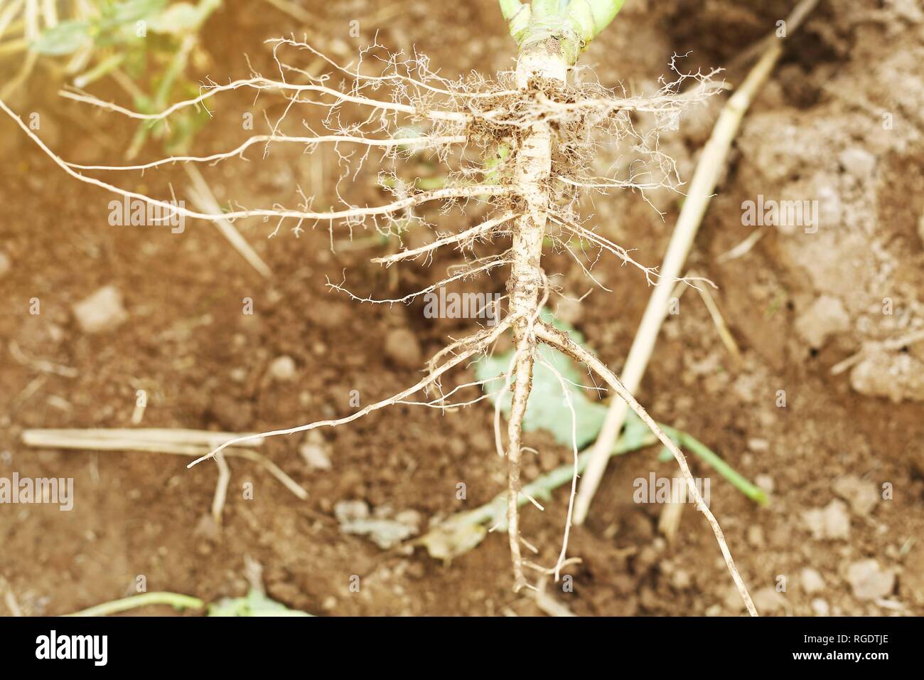 Portrait of plant root with soil Stock Photo - Alamy