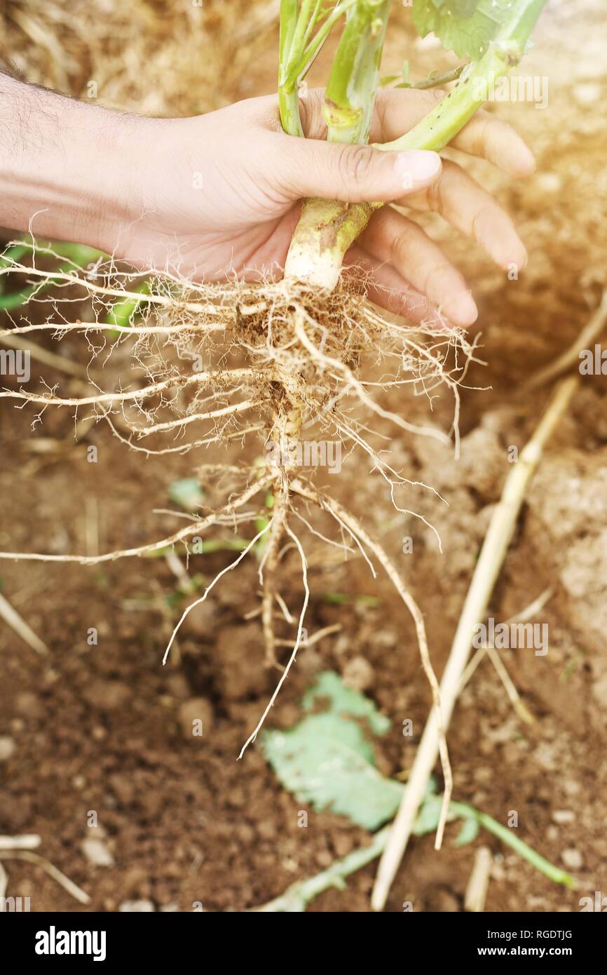 Picture of man is holding plant root in hand Stock Photo - Alamy