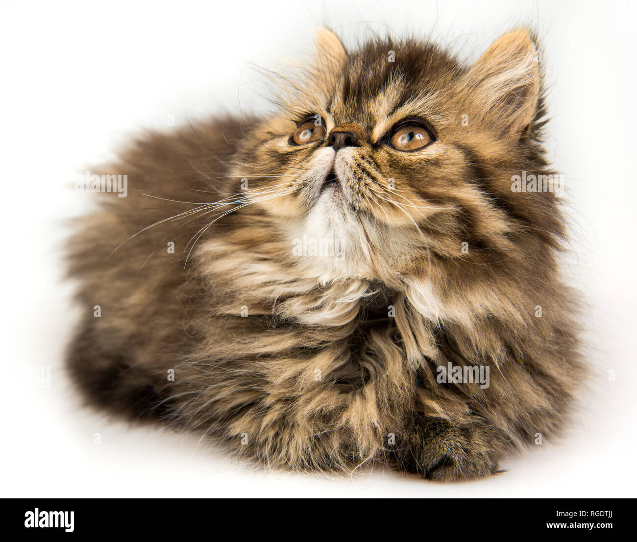 Beautiful Persian kitten cat muzzle profile looking up Stock Photo - Alamy