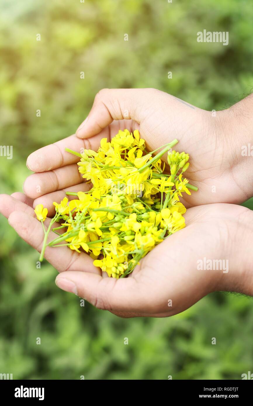 Picture of man hand is holding mustard beautiful yellow flowers Stock ...