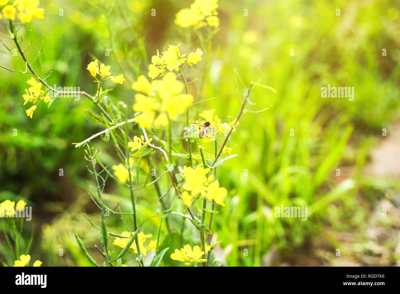 Ka phool hi-res stock photography and images - Alamy