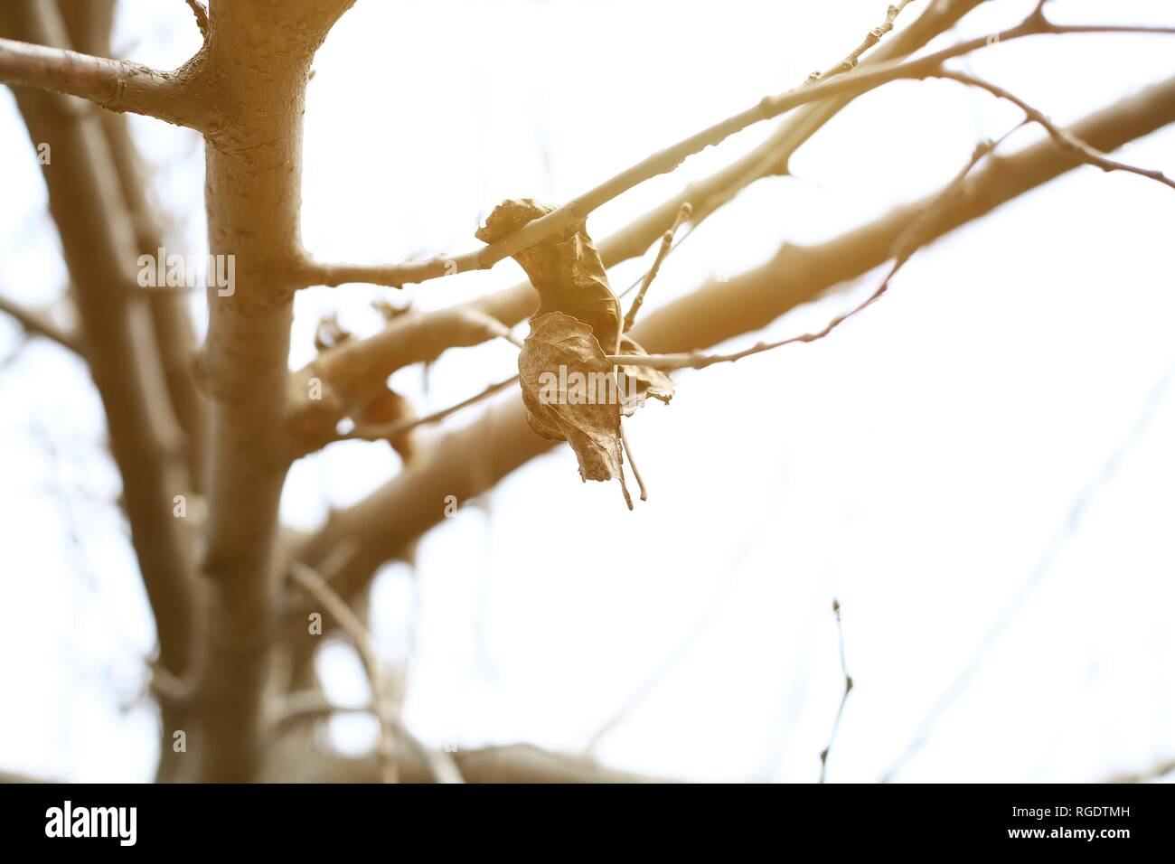 Picture of dry tree branches Stock Photo - Alamy