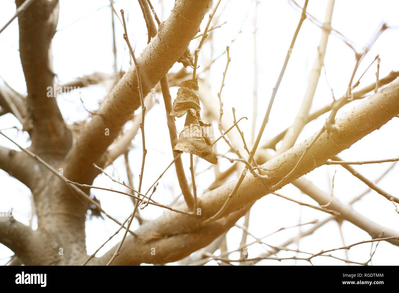 Portrait of dry tree branches Stock Photo - Alamy