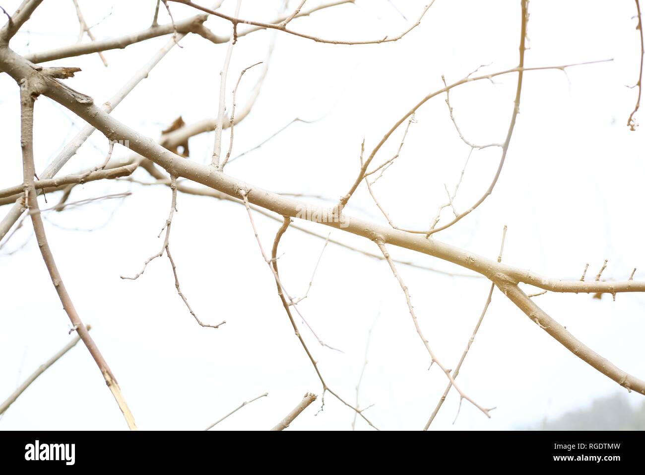 Picture of dead branches of a tree Stock Photo - Alamy
