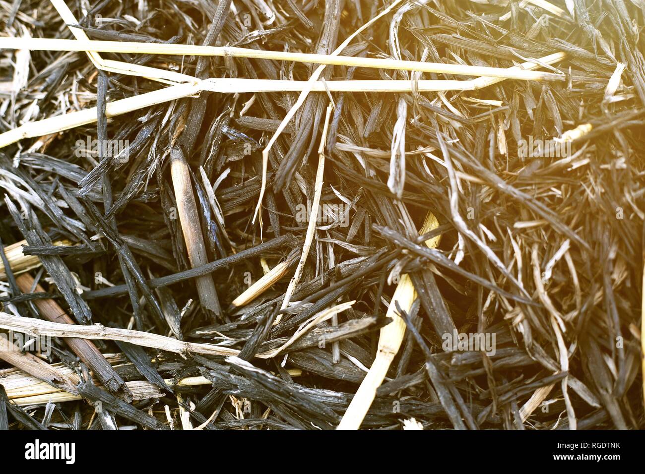 Golden grass texture image dry hi-res stock photography and images - Alamy