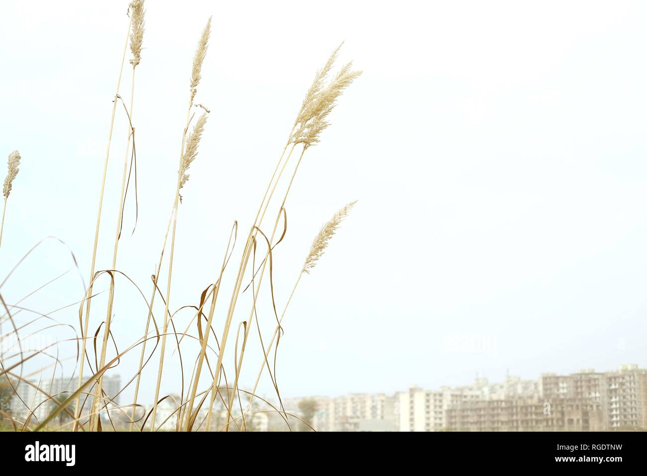 Dry grass pattern hi-res stock photography and images - Alamy
