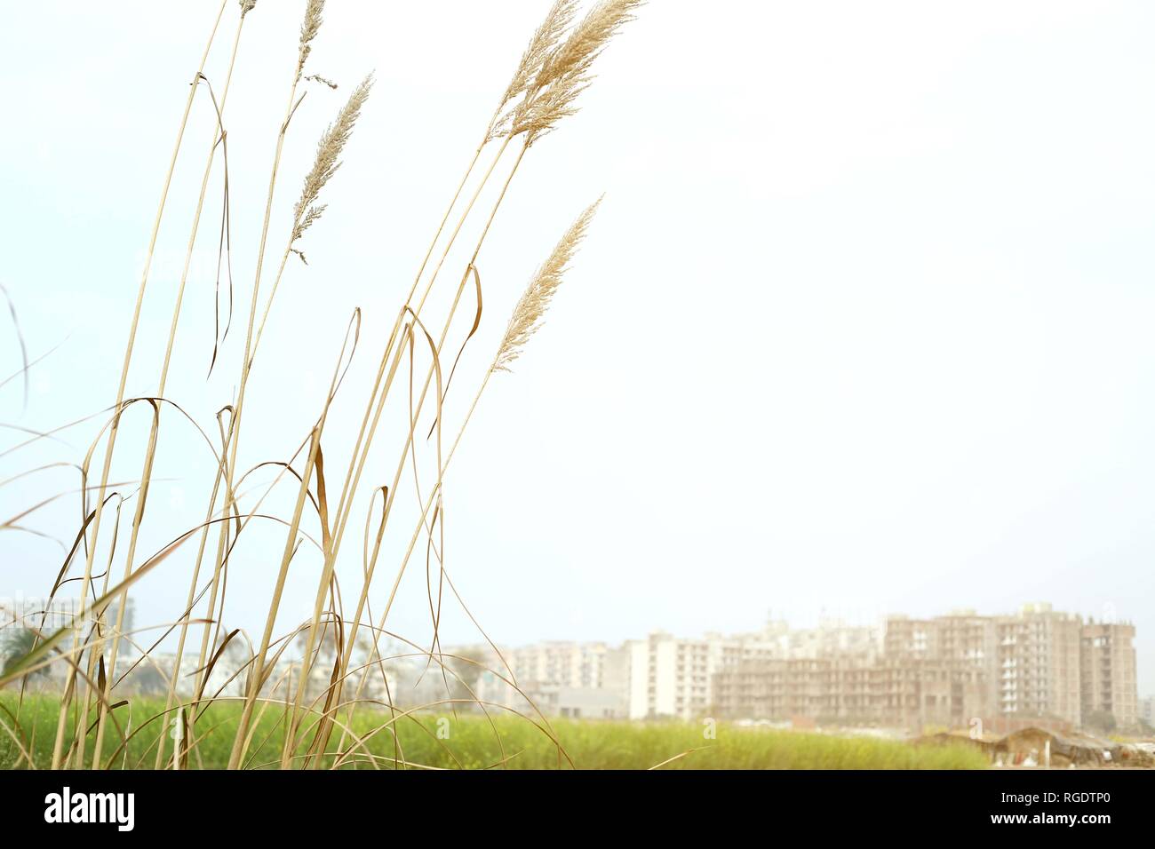 Dry grass field hi-res stock photography and images - Alamy